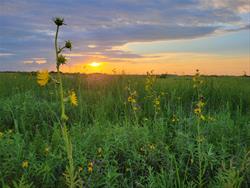 Evening Walks on the Prairie - Doolittle Prairie, Story County, IA ...